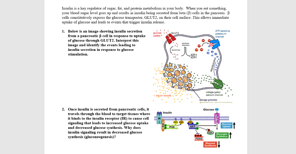 Solved Insulin is a key regulator of sugar, fat, and protein | Chegg.com