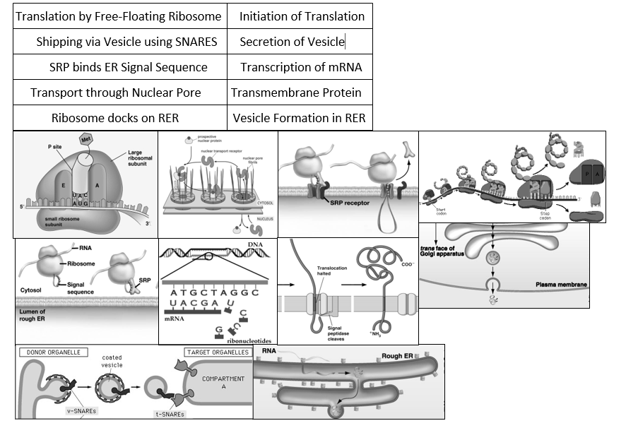Solved Protein Transport Worksheet: Directions: Carefully | Chegg.com