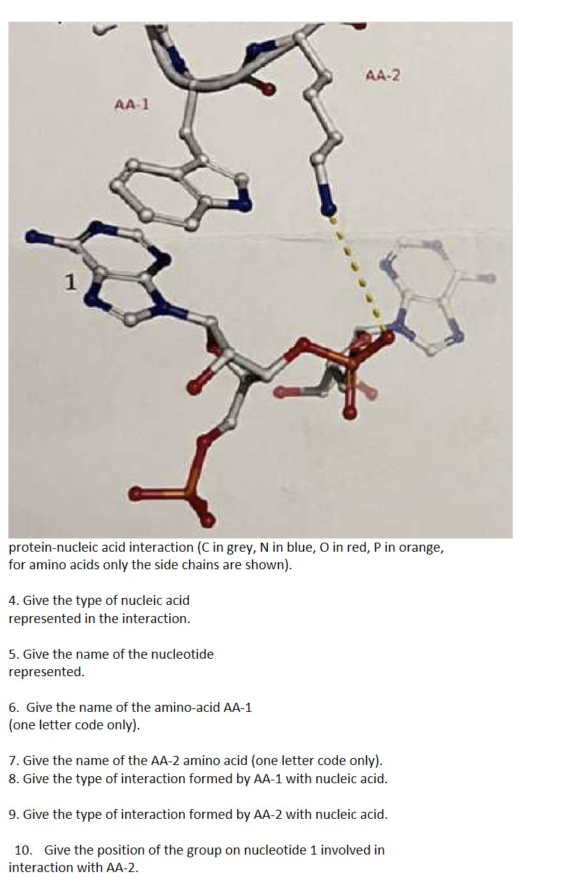 Solved protein-nucleic acid interaction ( C in grey, N in | Chegg.com