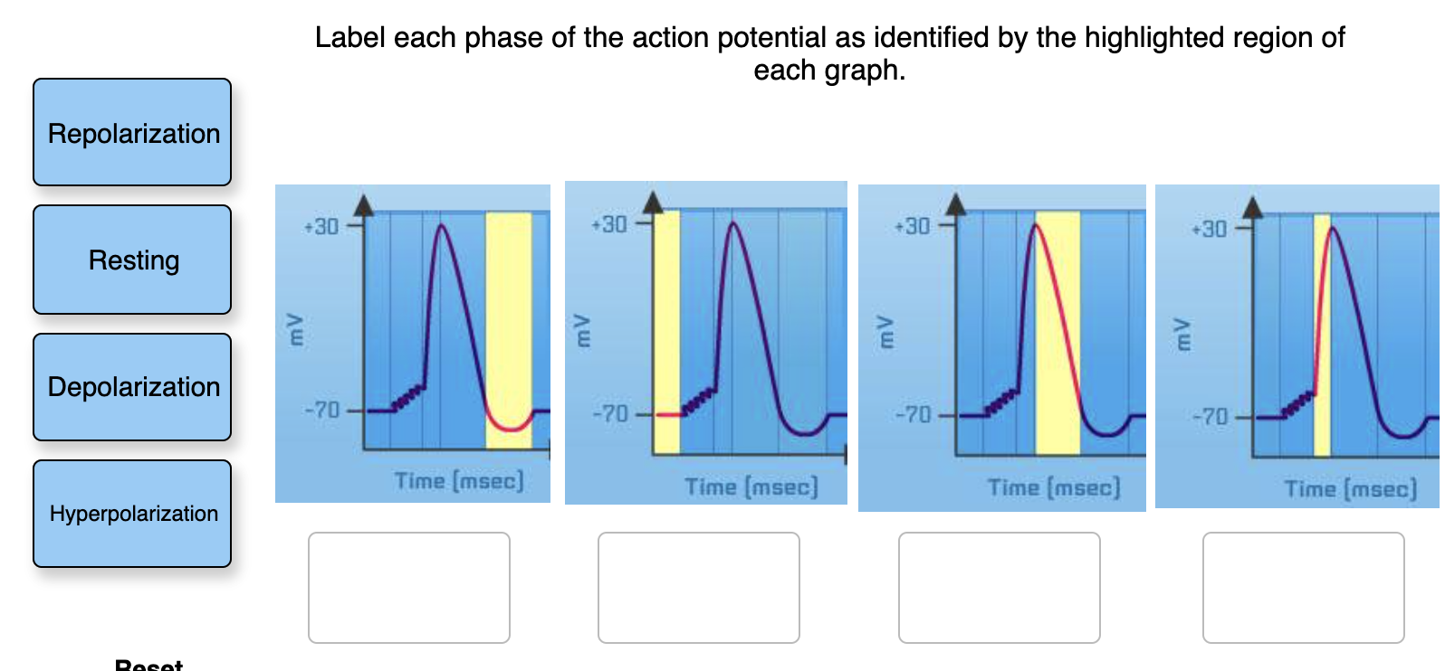 Solved Label each phase of the action potential as | Chegg.com