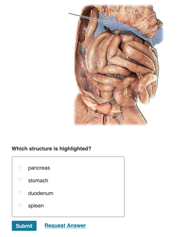 Solved Which structure is highlighted? o pancreas 0 stomach | Chegg.com