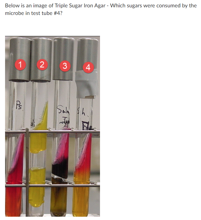 Solved 1) Below is an image of Triple Sugar Iron Agar - | Chegg.com