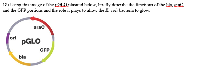 Solved 18) Using this image of the PGLO plasmid below, | Chegg.com