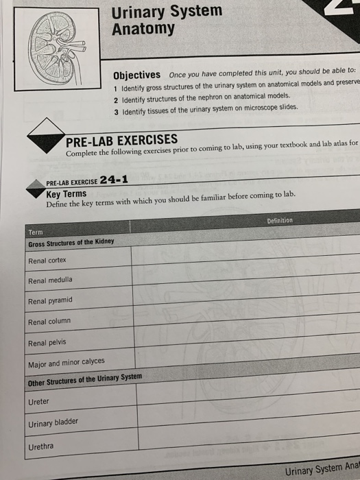 Solved Urinary System Anatomy Objectives Once you have | Chegg.com