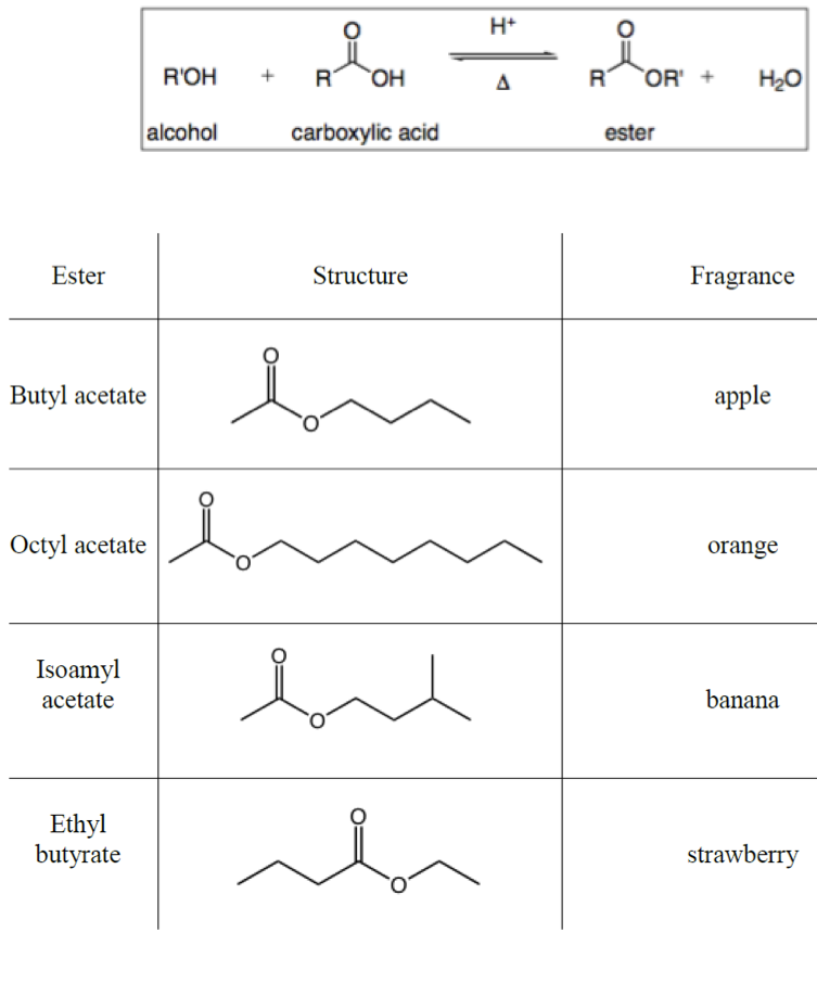 Fischer Esterification. Esters are known for their | Chegg.com