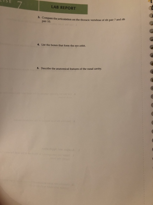 Solved EXERCISE LAB REPORT The Axial Skeleton A Matching | Chegg.com