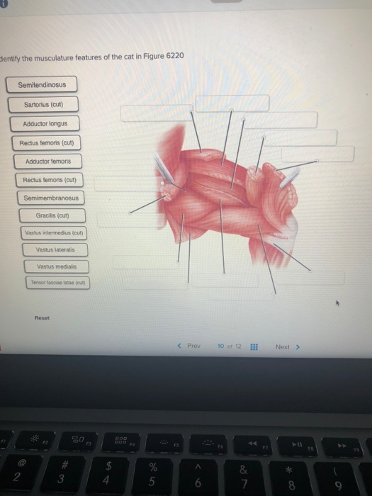 Solved dentify the musculature features of the cat in Figure | Chegg.com