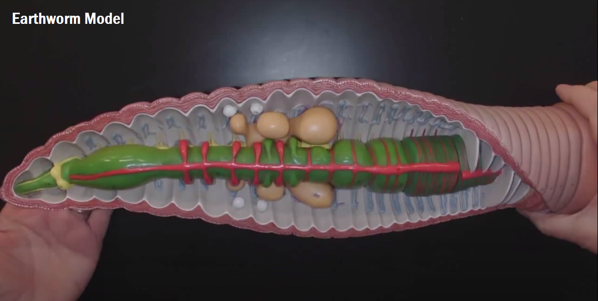 Solved Earthworm Model | Chegg.com