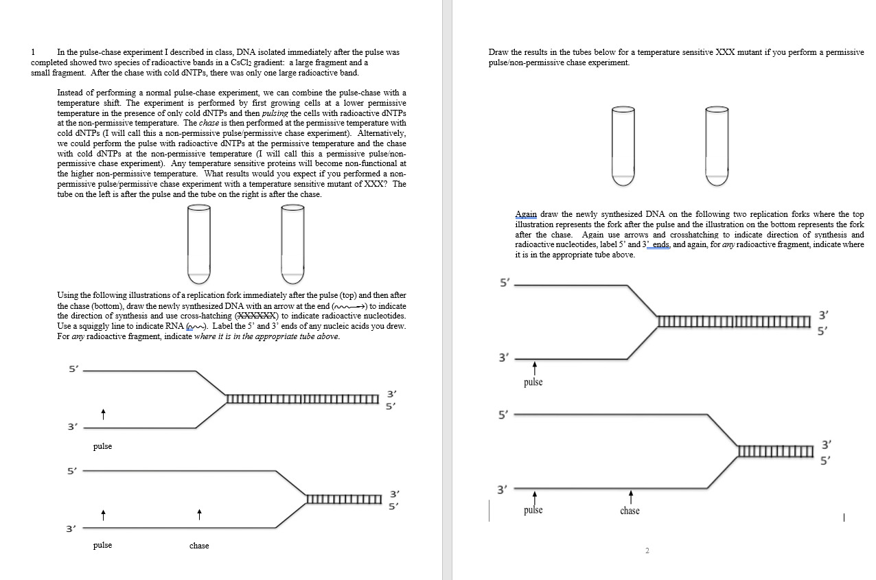 Solved 1 In the pulse-chase experiment I described in class, | Chegg.com