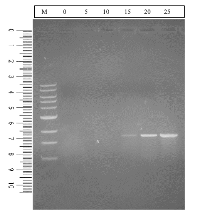 Solved 8. Determine the size of your PCR fragment. a. | Chegg.com