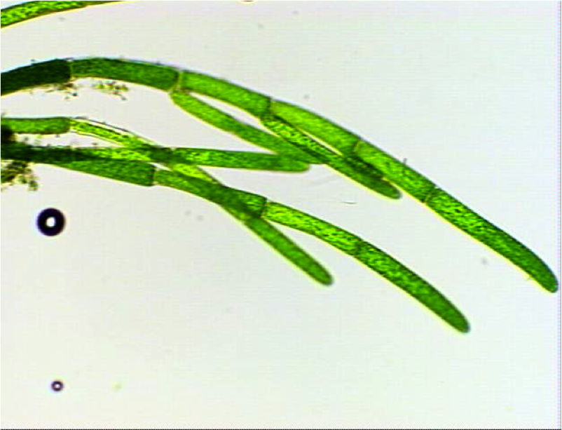 Cladophora Slide
