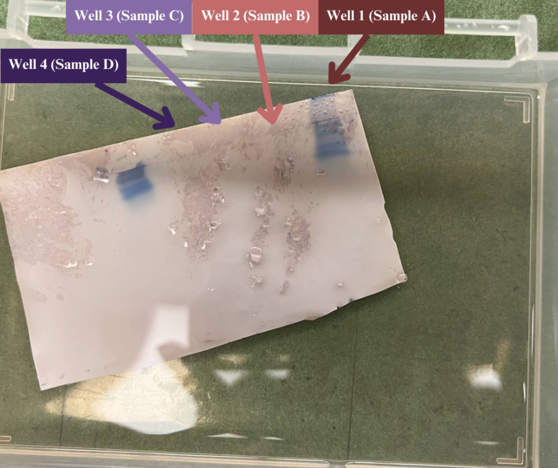Solved For a Western blot analysis using immunodetection | Chegg.com