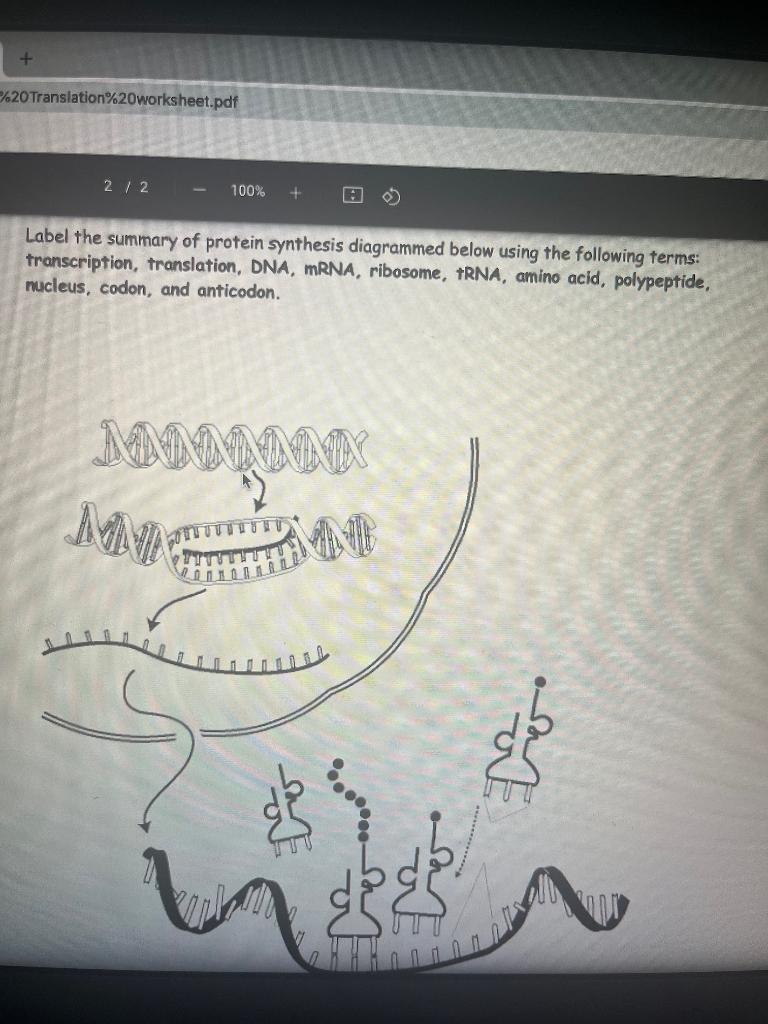 Solved Label the summary of protein synthesis diagrammed | Chegg.com