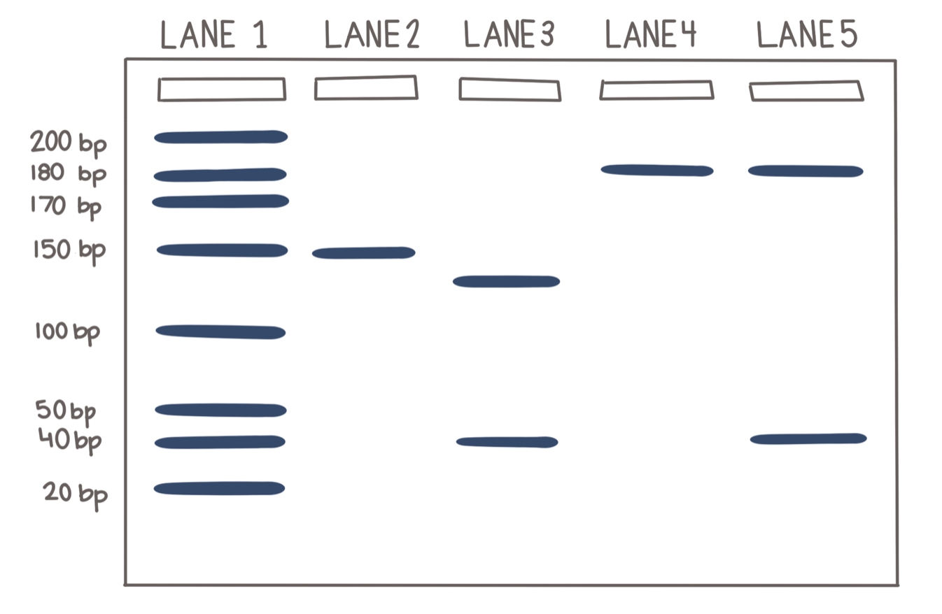 Use the gel image below to answer the following | Chegg.com