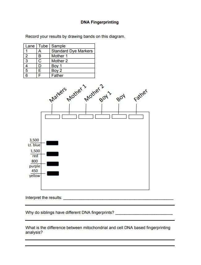 Solved DNA Fingerprinting 1 2 Record your results by drawing | Chegg.com