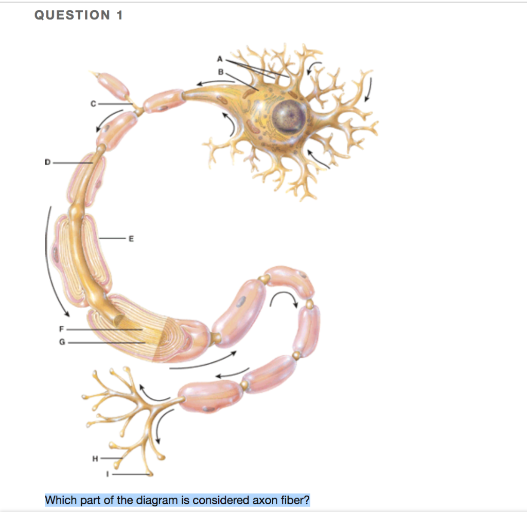 Solved QUESTION 1 Which part of the diagram is considered | Chegg.com