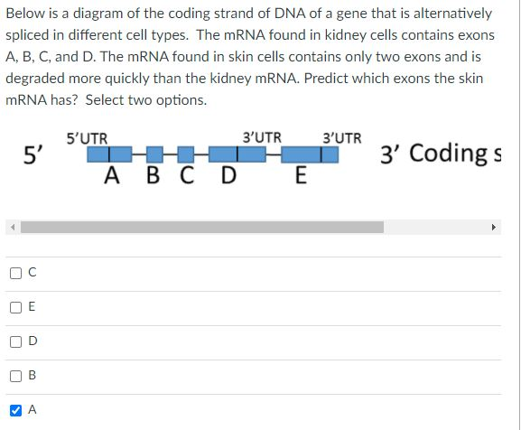 Solved Below is a diagram of the coding strand of DNA of a | Chegg.com