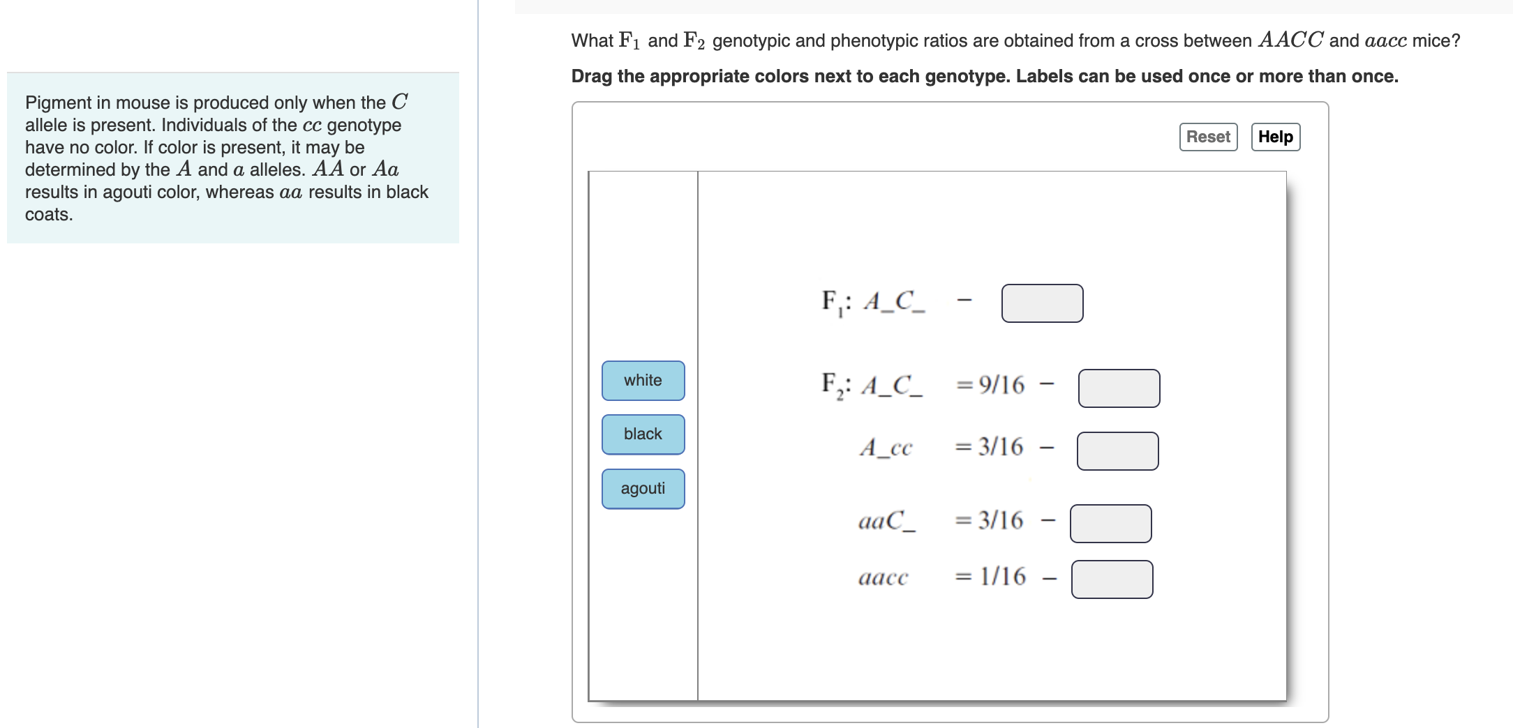 Solved In the cross between agouti female whose genotype was | Chegg.com
