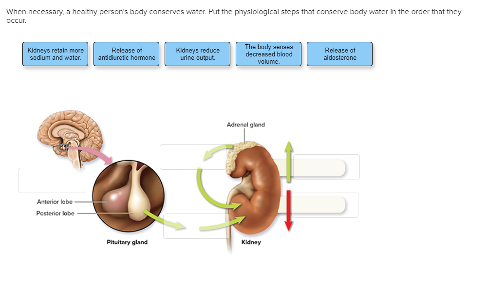 Solved When Necessary A Healthy Person s Body Conserves Chegg Solved When Necessary A Healthy Person s Body Conserves Chegg
