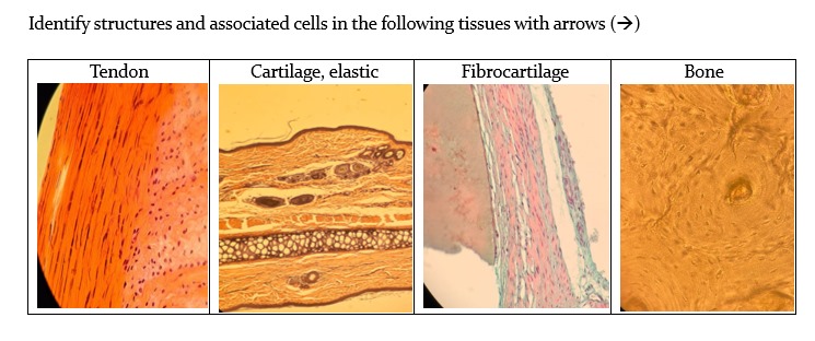 Identify structures and associated cells in the | Chegg.com