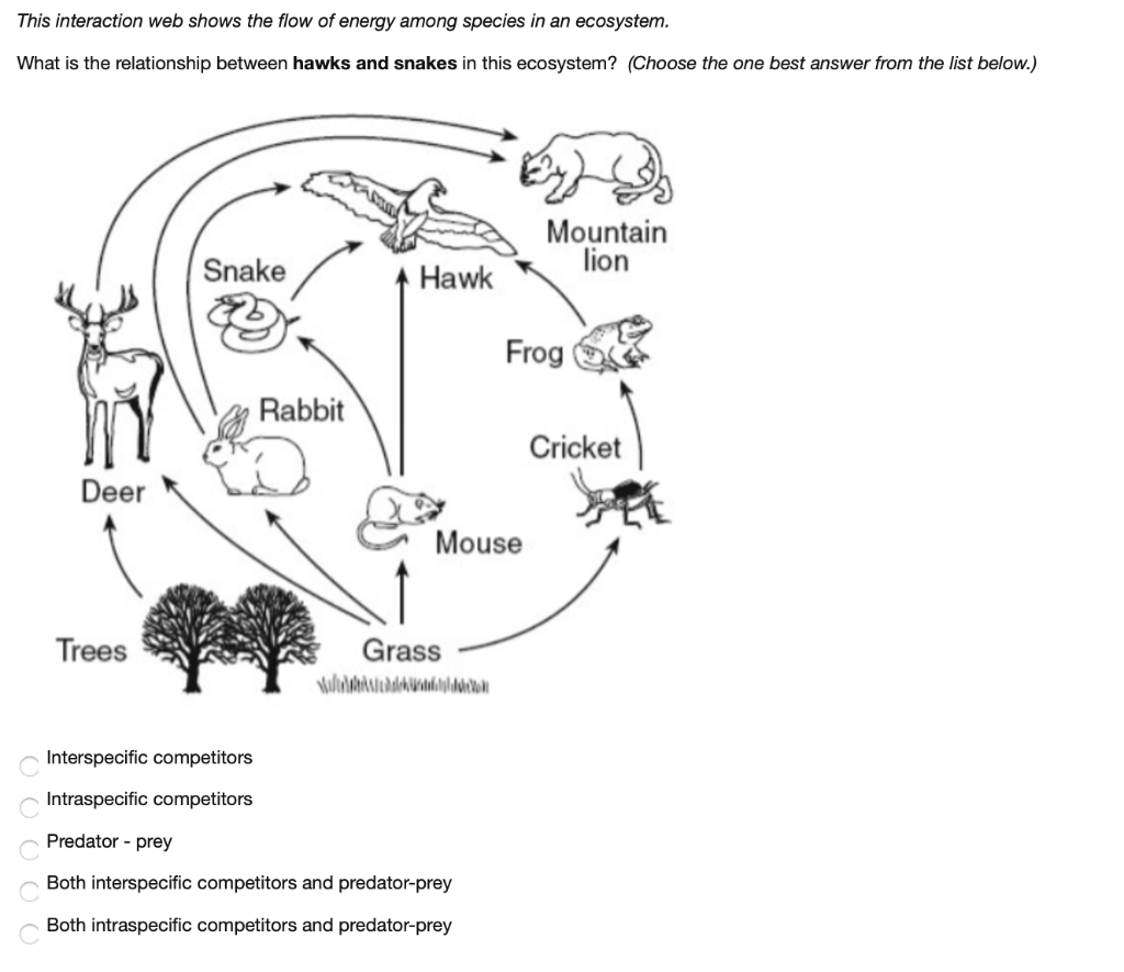 Solved This interaction web shows the flow of energy among | Chegg.com