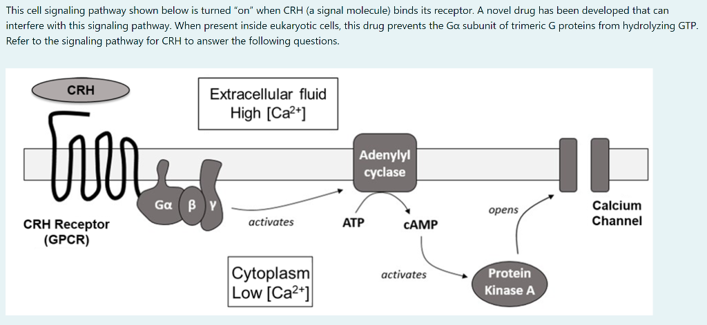 This cell signaling pathway shown below is turned | Chegg.com