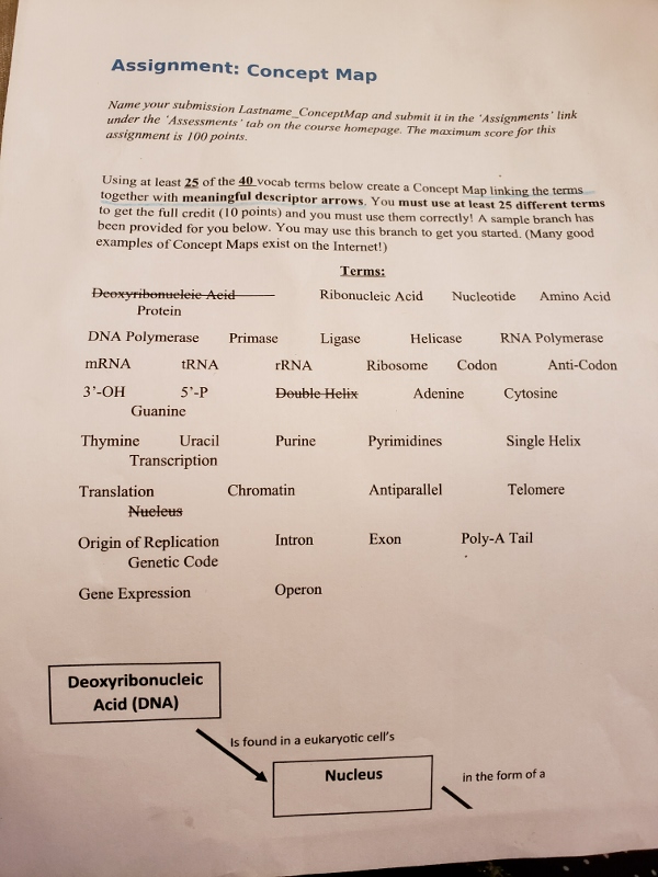 Solved Assignment: Concept Map Name your submission Lastname | Chegg.com