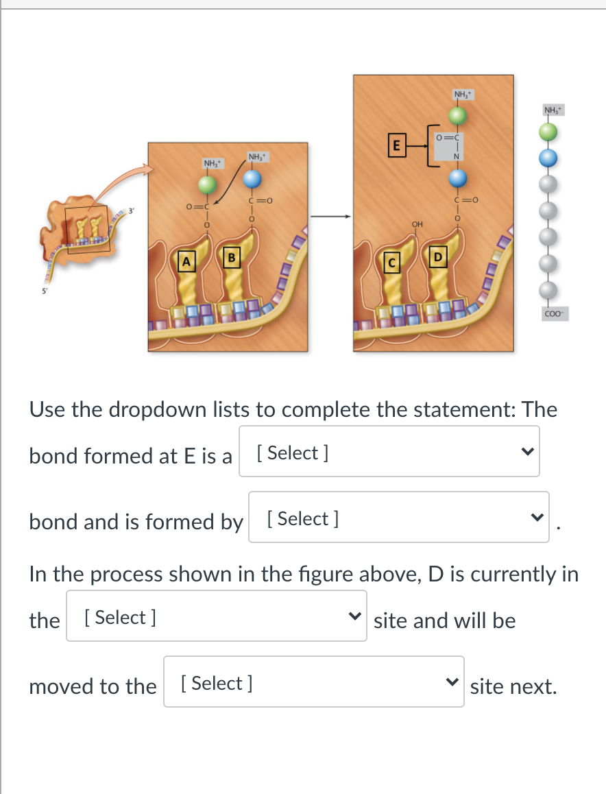Solved NH, NH O=C E NH, N NH, C=0 =0 O=C O O OH LSS Em ERA A | Chegg.com