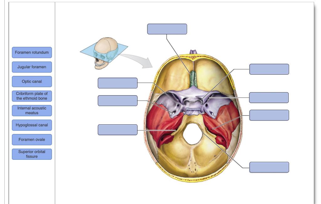 Foramen Rotundum And Ovale