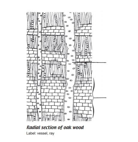 Solved Cross section of oak wood Label: large vessel (pore), | Chegg.com