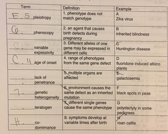 Solved Term Definition 1. phenotype does not Example | Chegg.com