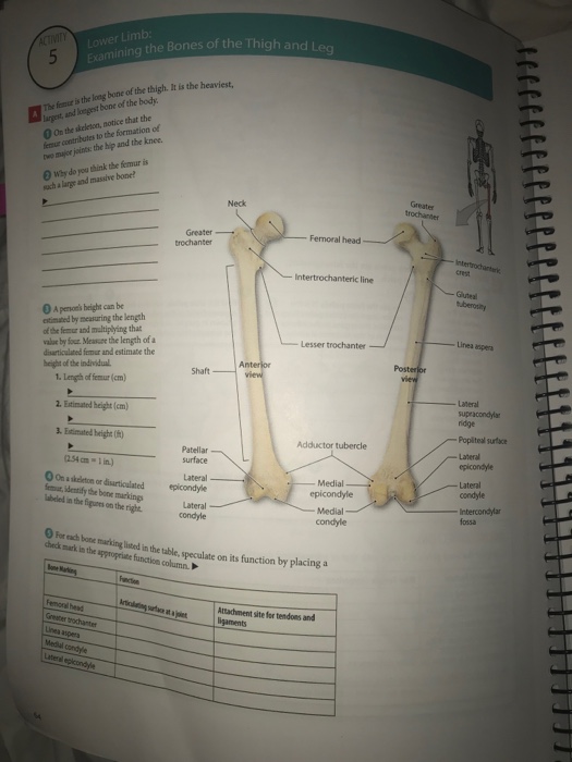 Solved Lower Limb: ing the Bones of the Thigh and Leg The | Chegg.com