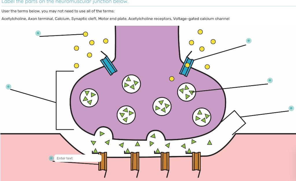 Solved Label the parts on the neuromuscular junction below. | Chegg.com
