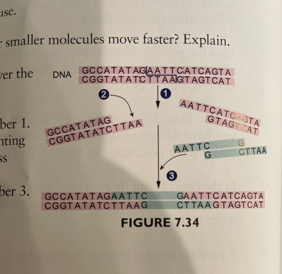 Solved DN Use the diagram in Figure 7.34 to answer the | Chegg.com