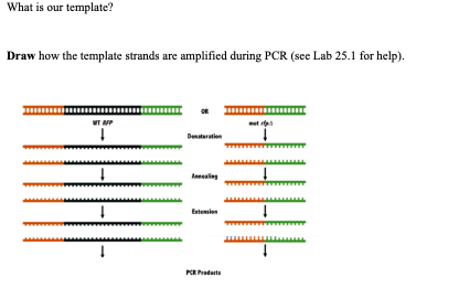 Solved What is our template? Draw how the template strands | Chegg.com