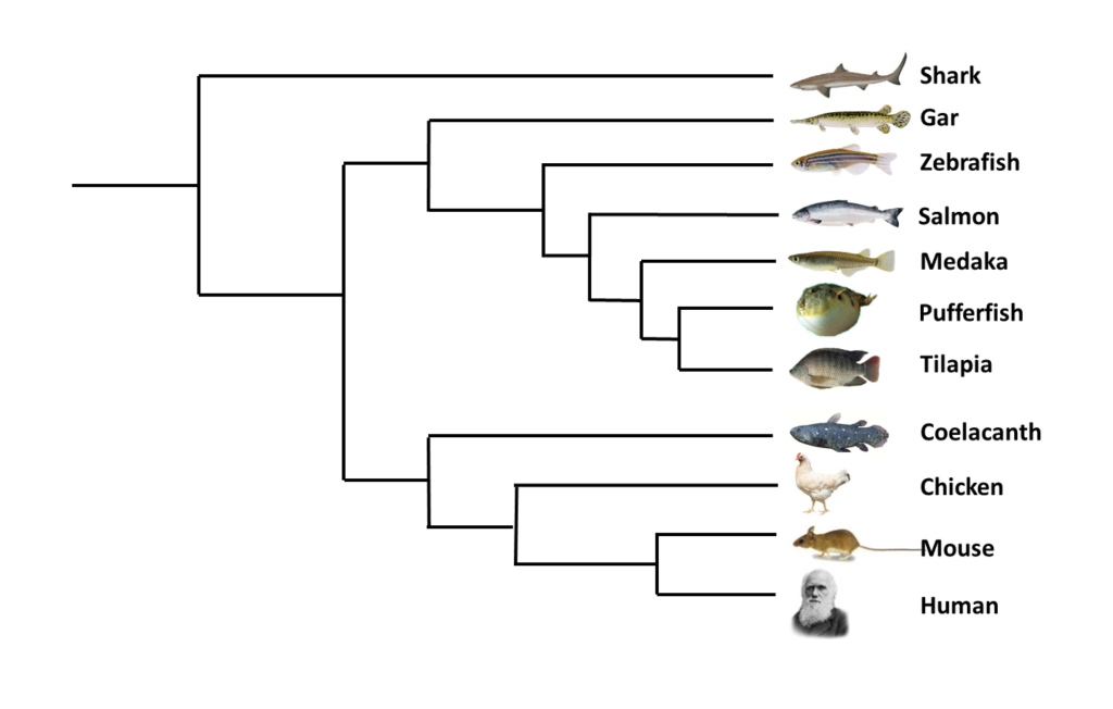 [Solved]: On the phylogenetic tree posted, please label the