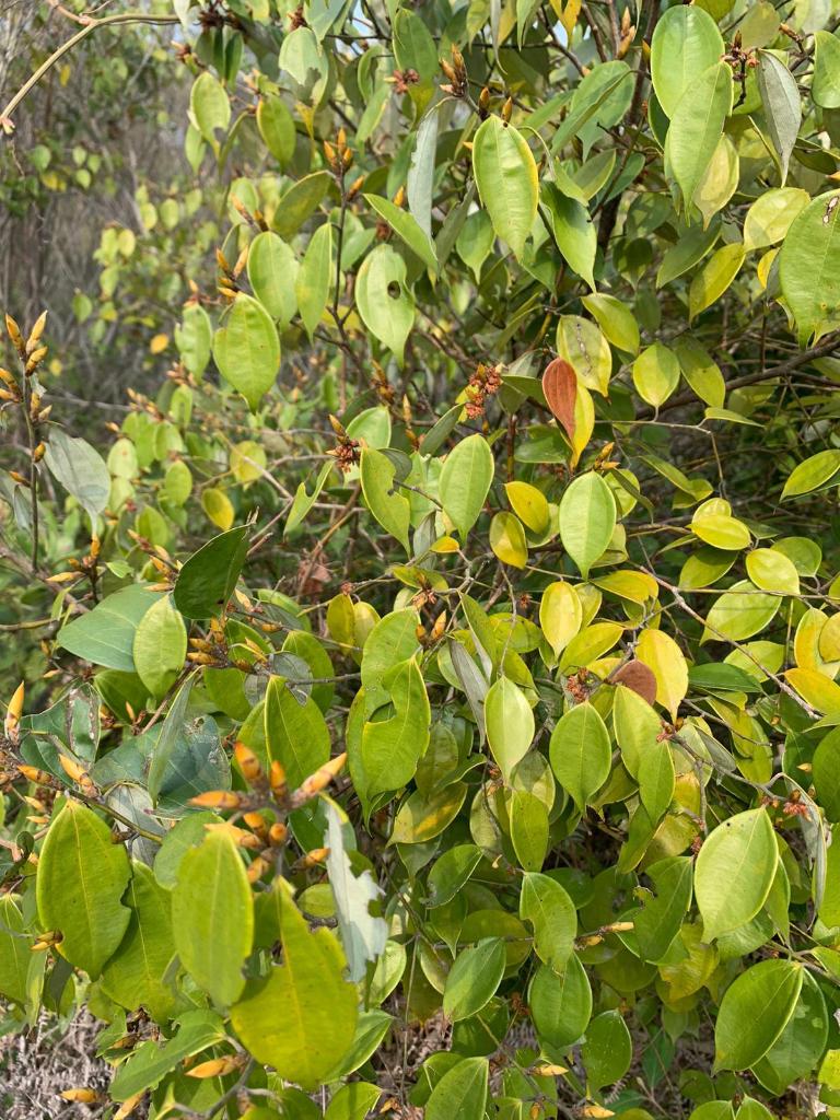 Solved can you name the latin names of this common plants in | Chegg.com