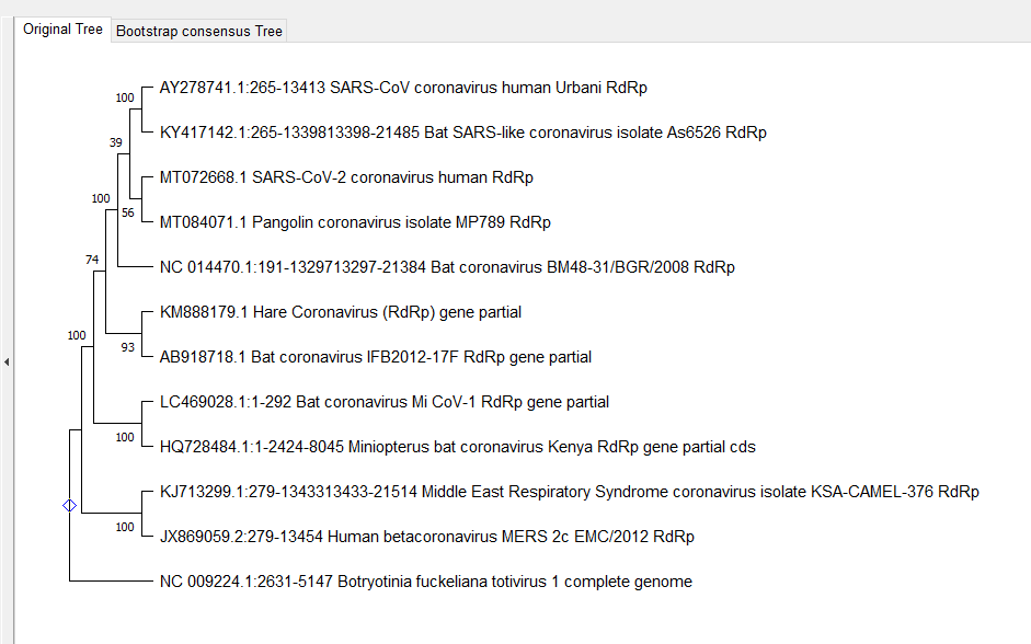 Solved Original Tree Bootstrap consensus Tree | Chegg.com