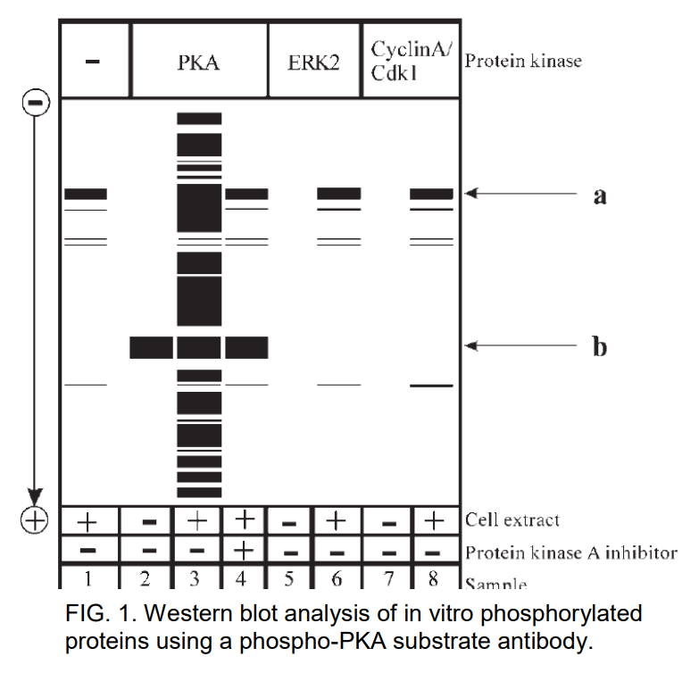 Solved As you know, protein kinase A phosphorylates amino | Chegg.com