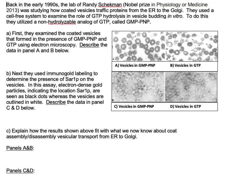 Back in the early 1990s, the lab of Randy Schekman | Chegg.com