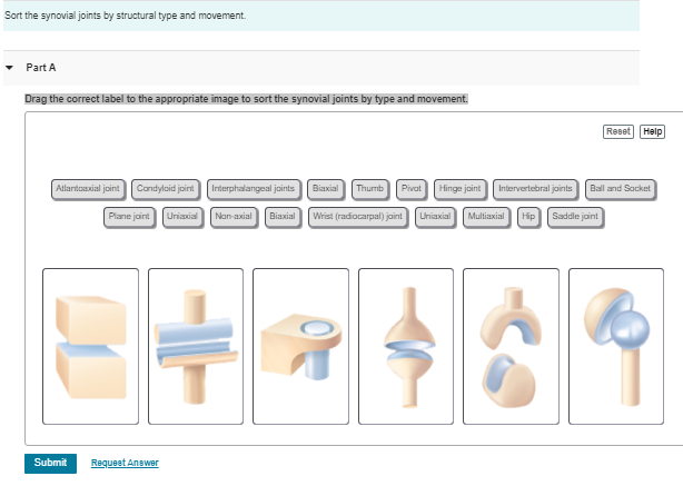 Solved Sort the synovial joints by structural type and | Chegg.com
