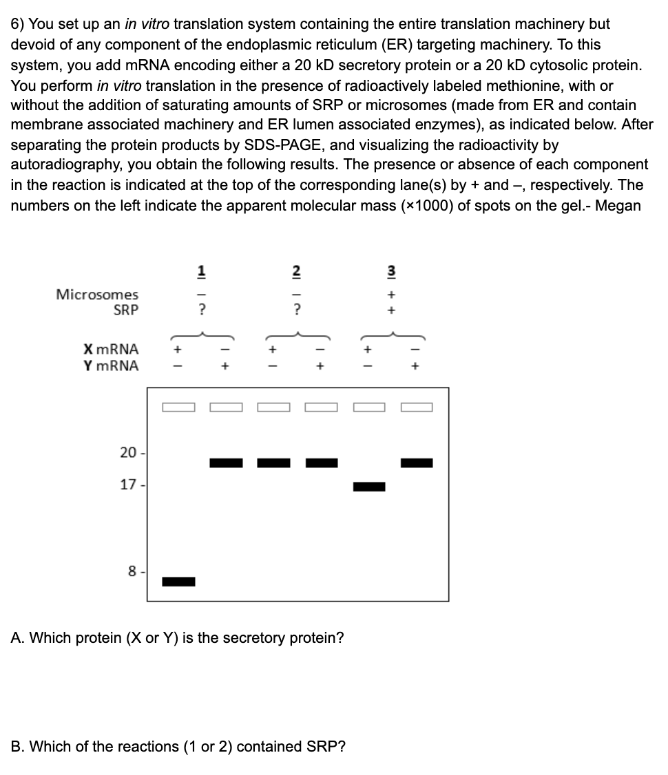 Solved 6) You set up an in vitro translation system | Chegg.com