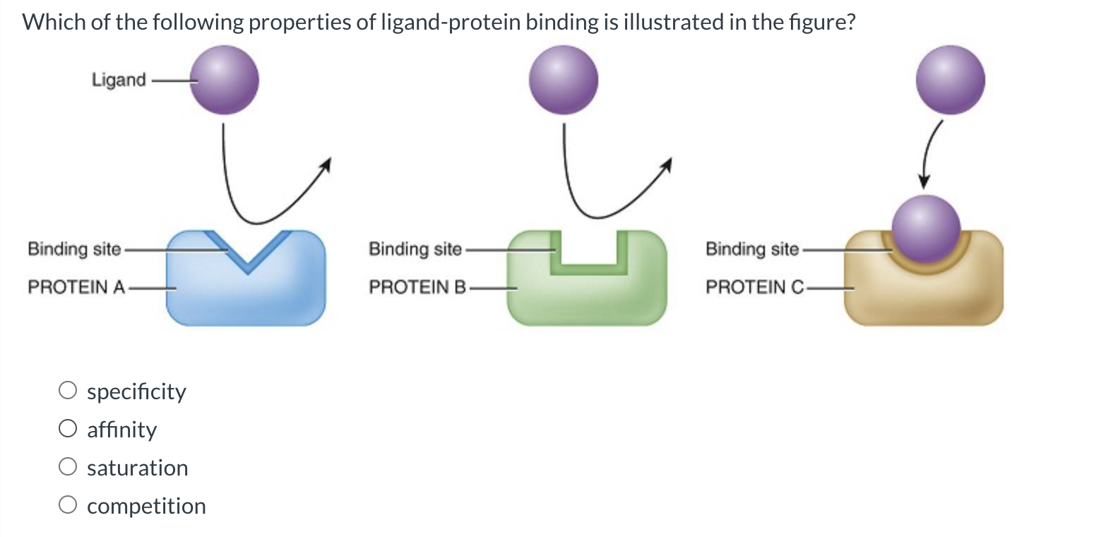 Solved Which Of The Following Properties Of Ligand Protein