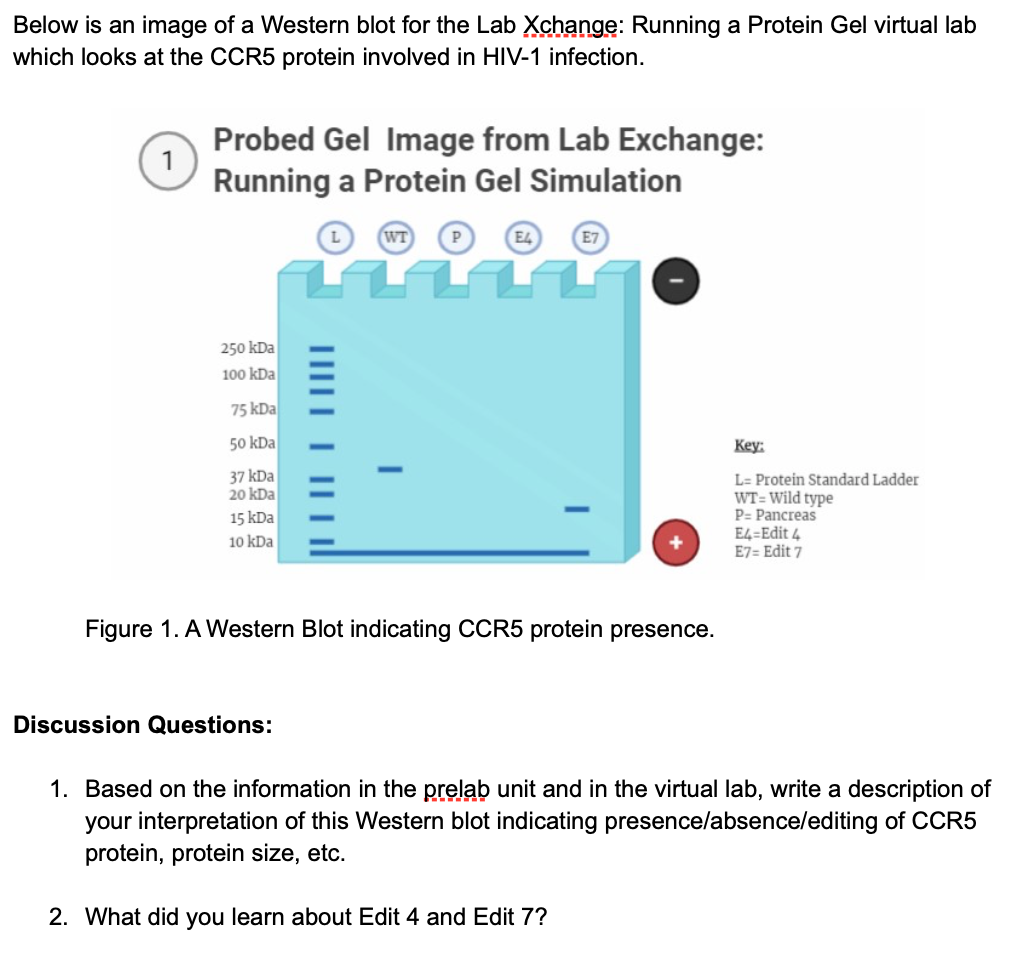 Below is an image of a Western blot for the Lab | Chegg.com