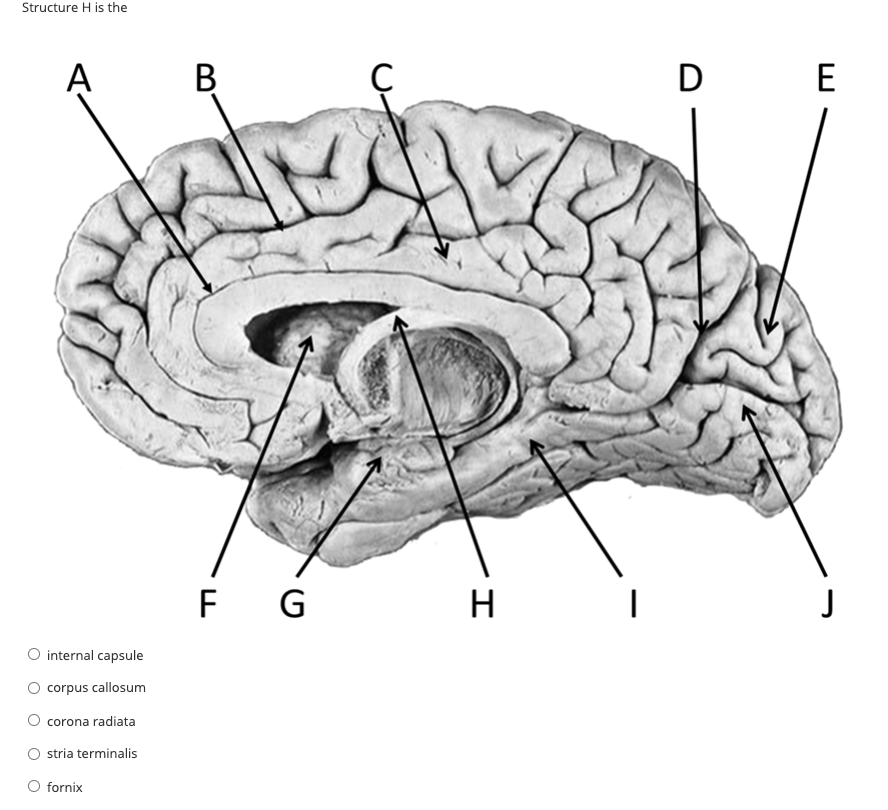 Stria Terminalis Anatomy