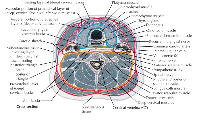 Prevertebral Fascia