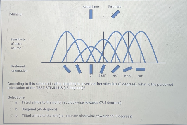 Solved Adapt here Test here Stimulus Sensitivity of each | Chegg.com