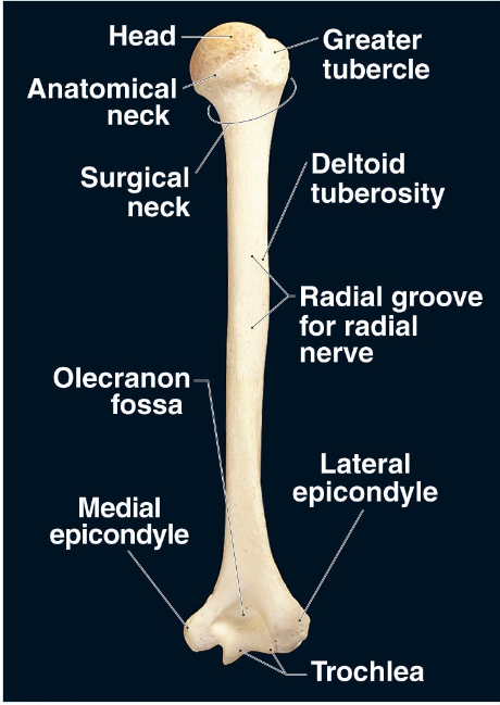 Solved The Olecranon Fossa Labeled Here Articulates With