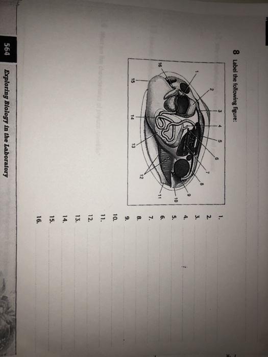 Solved 8 Labei the following figure: 105. 16 12 15 13 10. | Chegg.com