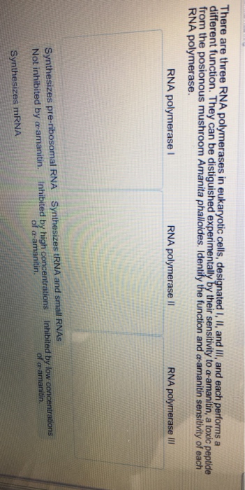 Solved There are three RNA polymerases in eukaryotic cells, | Chegg.com